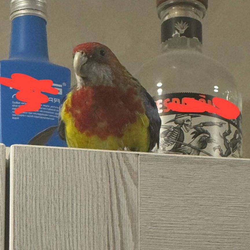 Попугай Розелла
