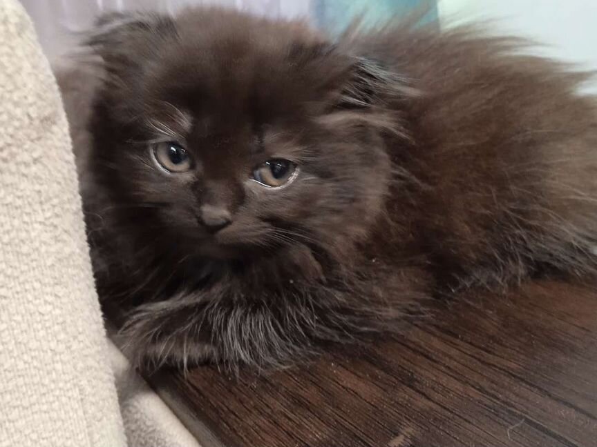 Британский вислоухий кот