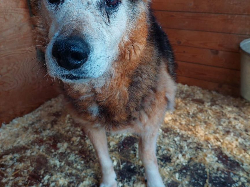 Собака из приюта с тяжелой судьбой обречена