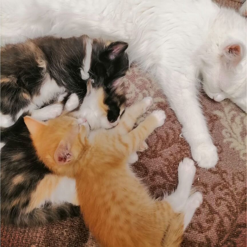 Котята в добрые руки
