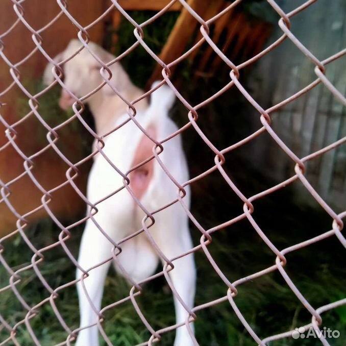 Козлик заано-нубиец