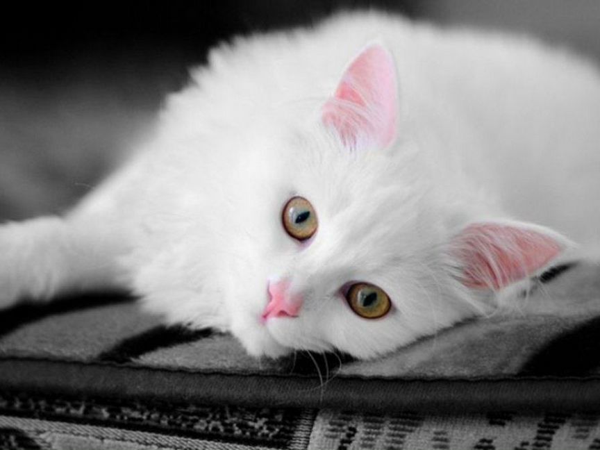 Котята турецкой ангоры бесплатно