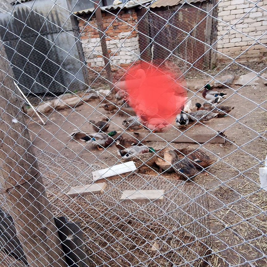 Дикие утки и селезни