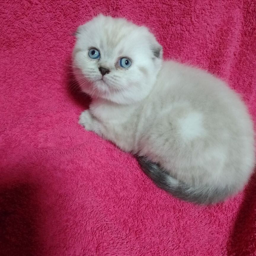 Шотландская вислоухая кошка с голубыми глазами