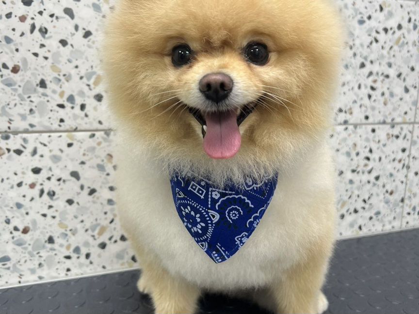 Померанский шпиц медвежьего типа