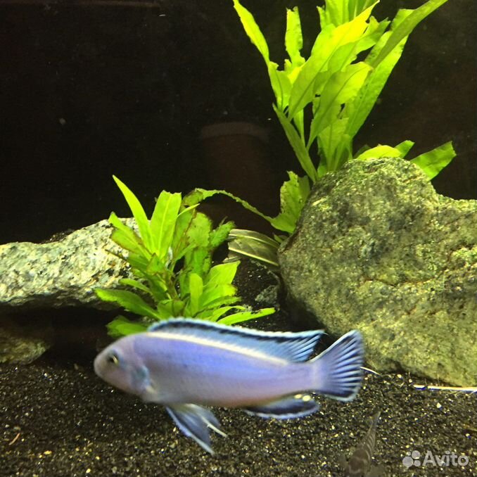 Псевдотрофеус соколова