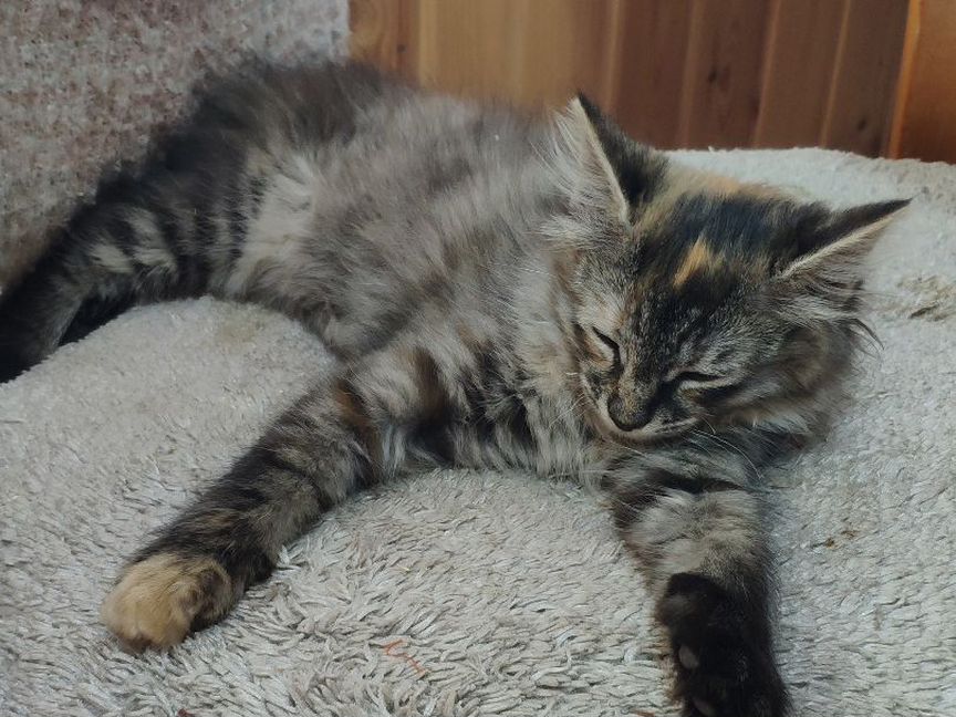 Котенок трехцветный Кошка