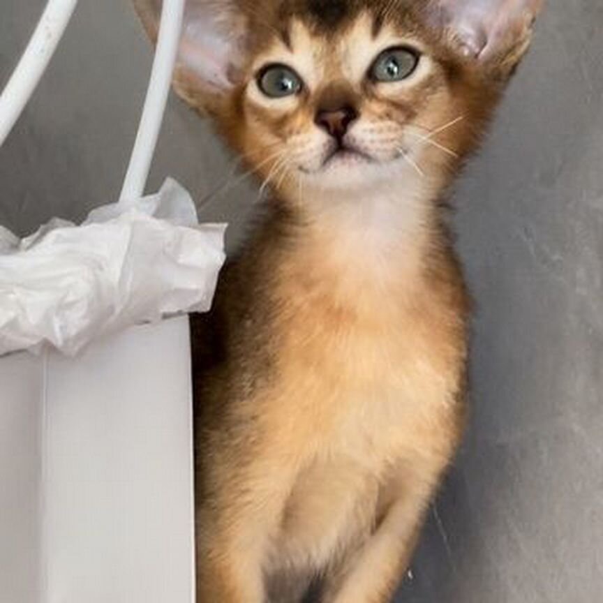 Абиссинские котята