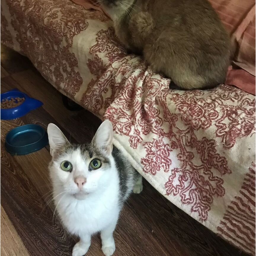Пристраиваю котиков