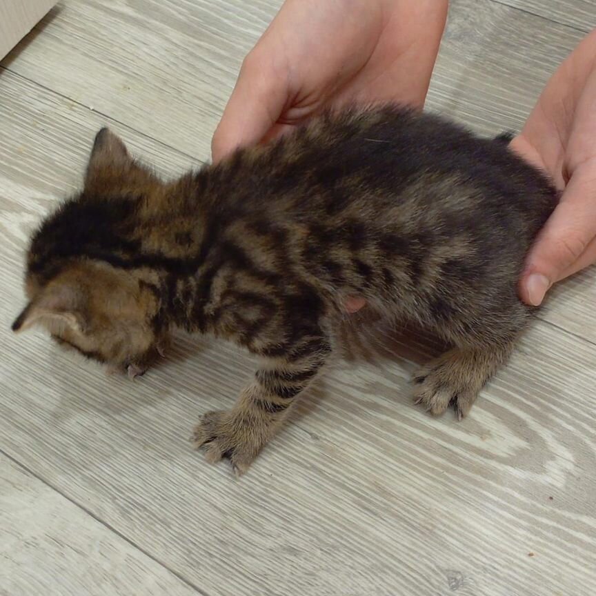 Котята Бенгальские в добрые руки