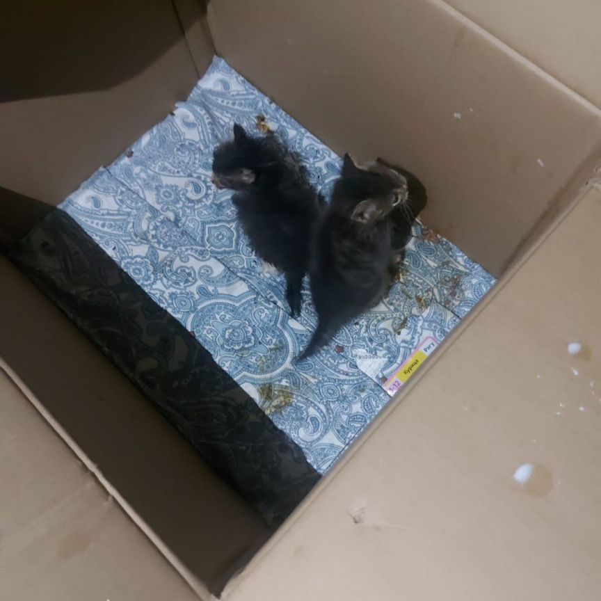 Котята в добрые руки
