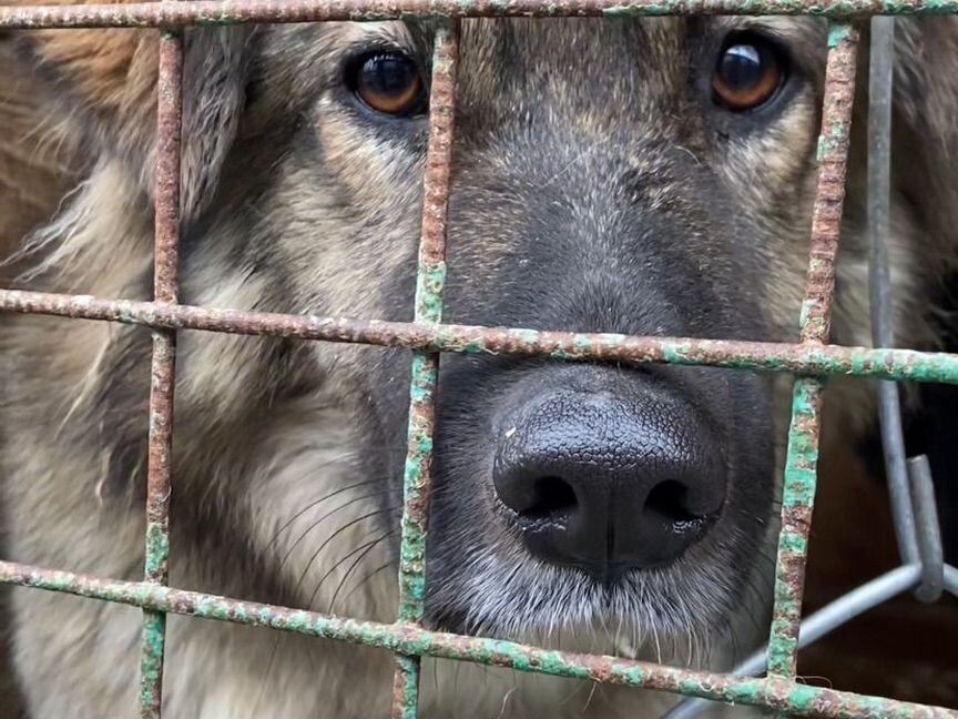 Спасите Молли из приюта