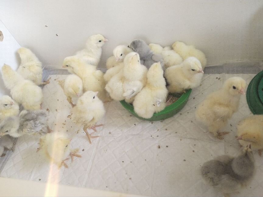 Цыплята брама колумбийская,лаванда