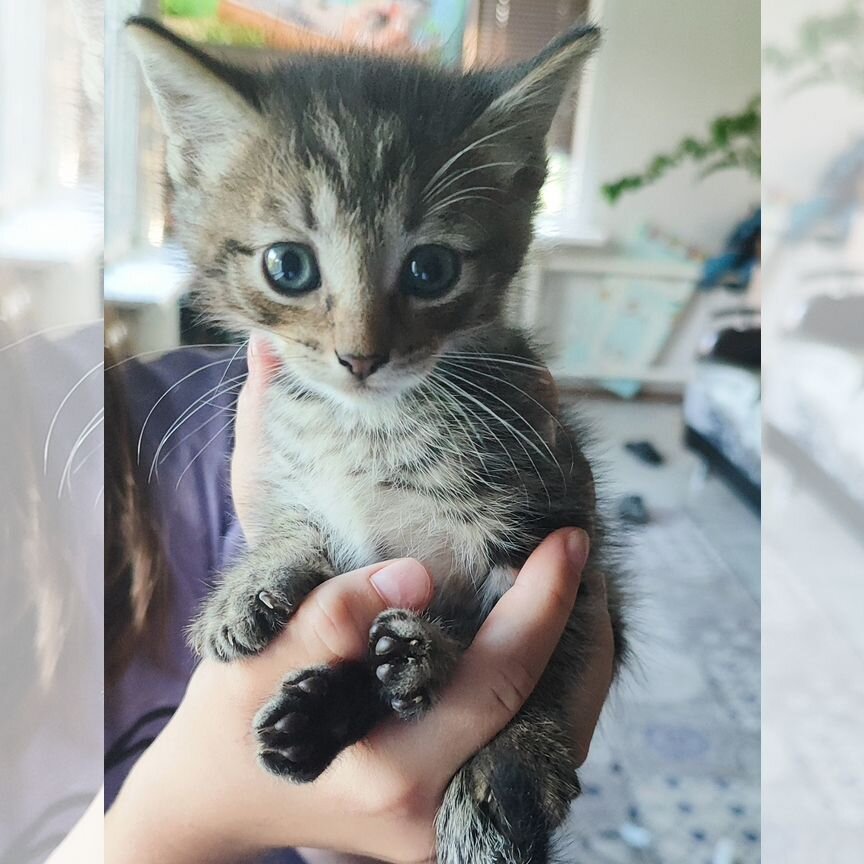 Котята в добрые руки даром бесплатно