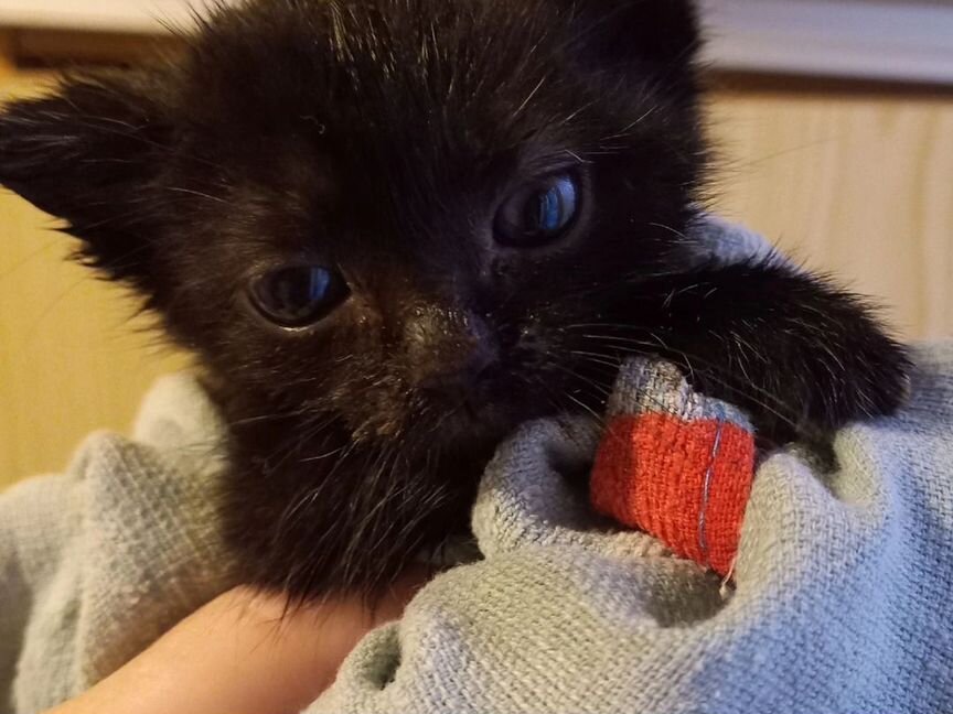 Четыре черненьких котенка