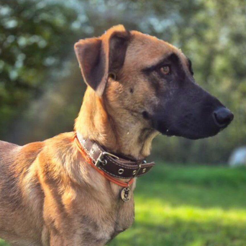 Собака в добрые руки отдам бесплатно