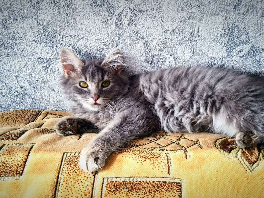 Котёнок рэгдолл смешанный