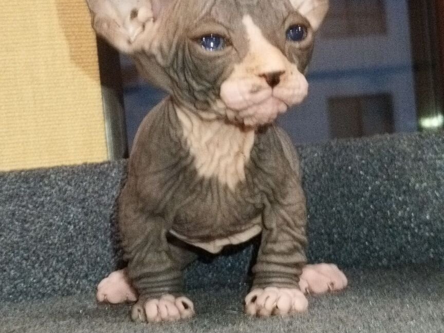 Канадский сфинкс бамбино девочка