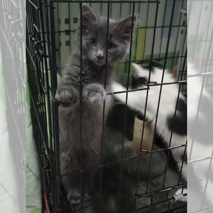 Котята в добрые руки бесплатно