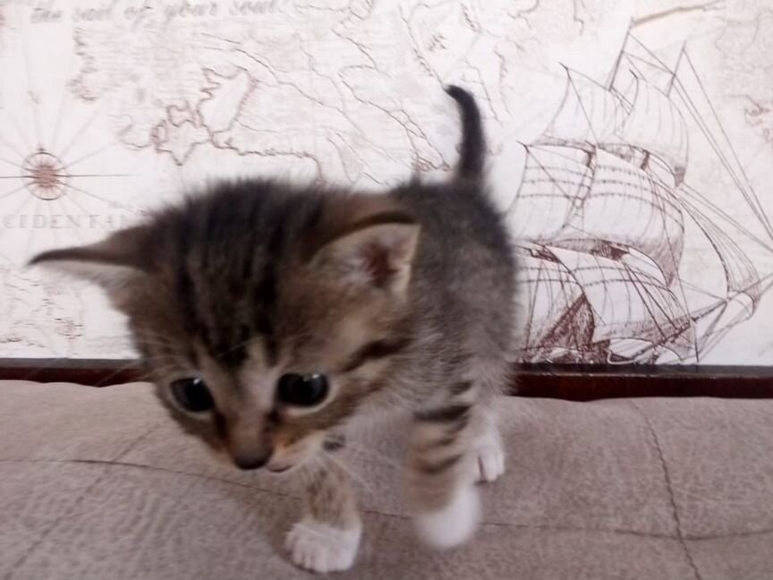 Котенок в добрые руки его ждет улица