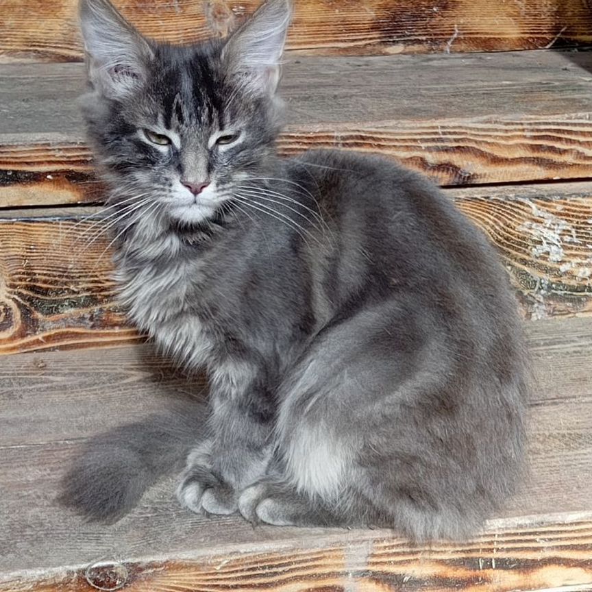 Мейн-кун котёнок