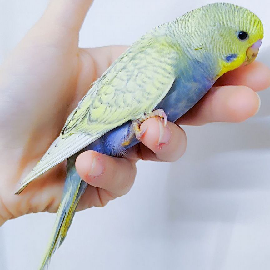 Малыши волнистых попугаев 45-55 дней