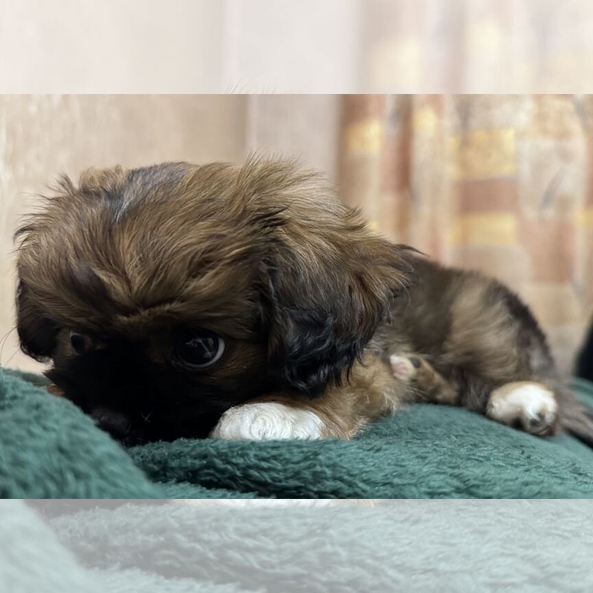 Пекинес, щенок