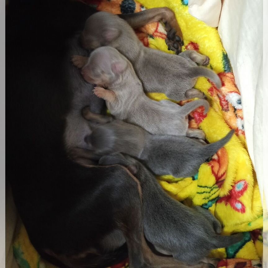 Русский той-терьер, щенок