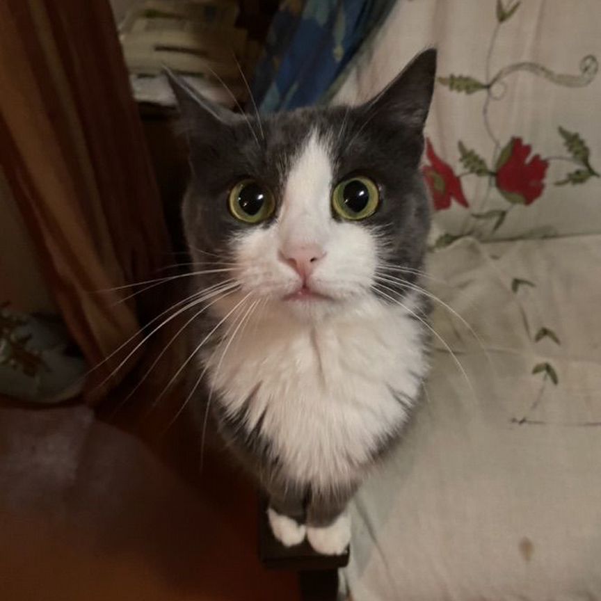 Кошка Муся 2года