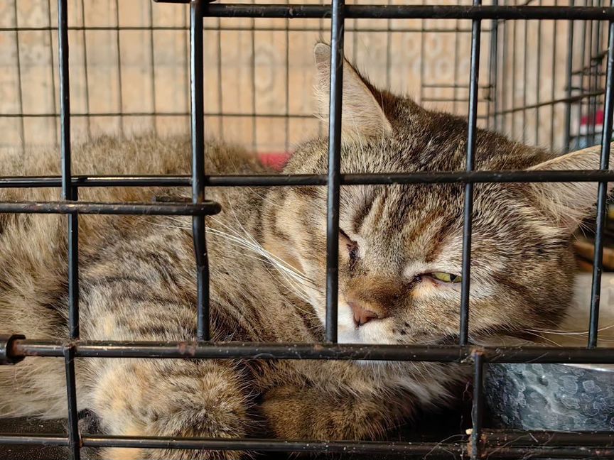 Кошка погибает в клетке