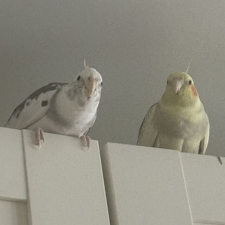 Пара попугаев(корелла)