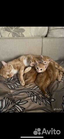 Яркие,милые котики и кошечки в добрые руки