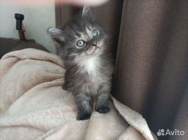 Порода сибирская кошка
