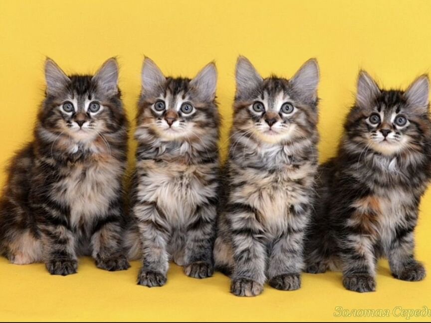 Котята курильский бобтейл