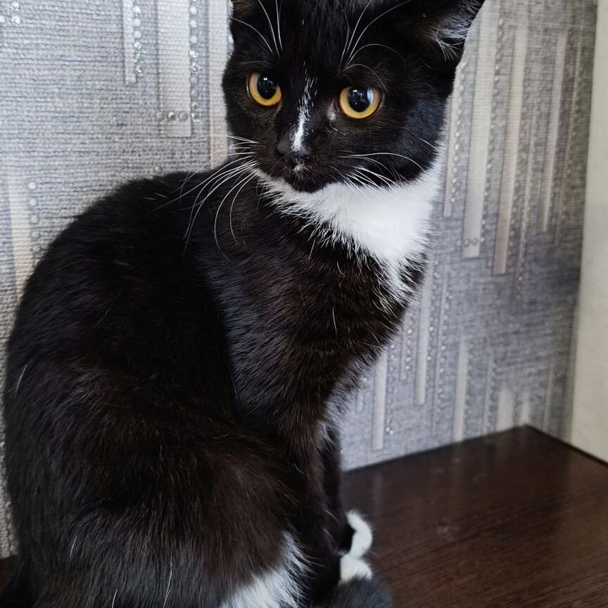 Котята в добрые руки бесплатно девочка