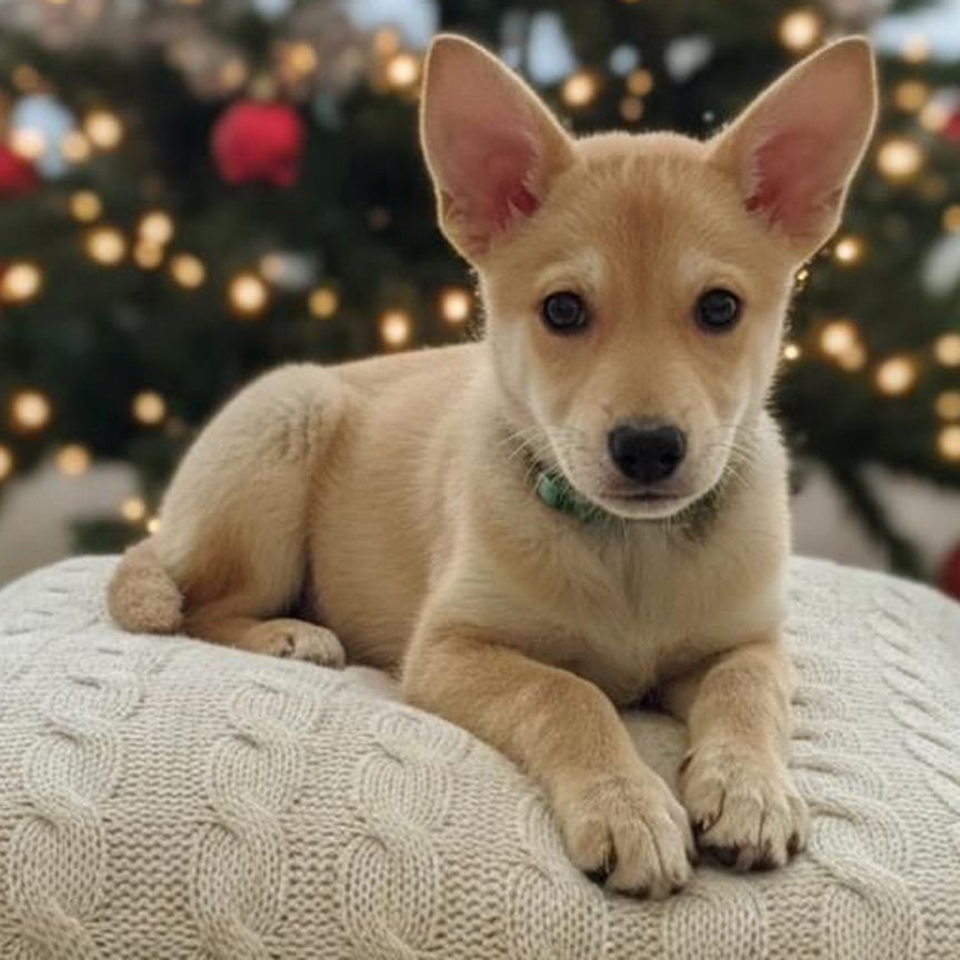 Щенок в добрые руки