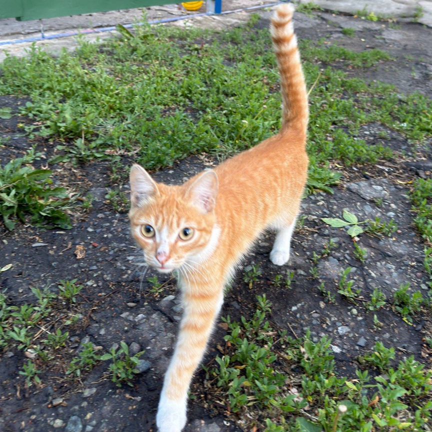 Котёнок в добрые руки