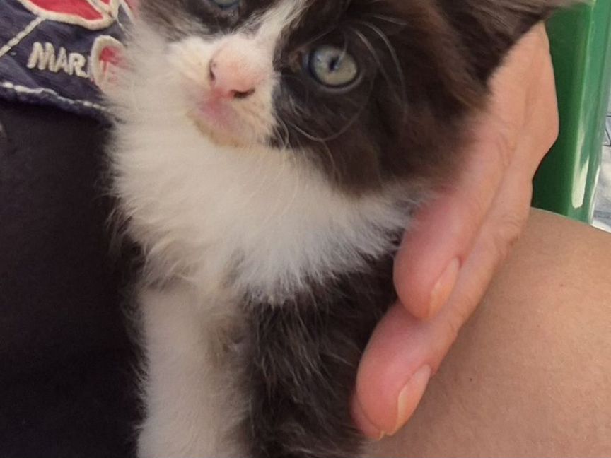 Котёнок ищет дом