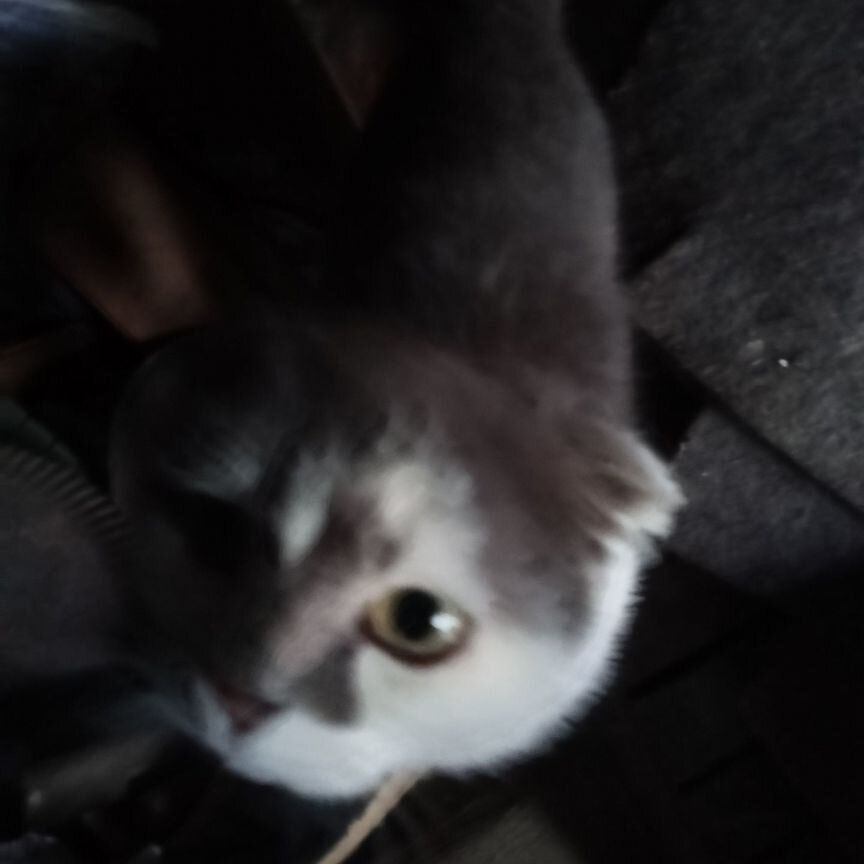 Чья кошка