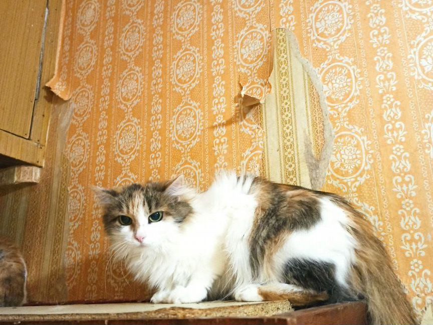 Стерилизованные кошечки нуждаются в доме
