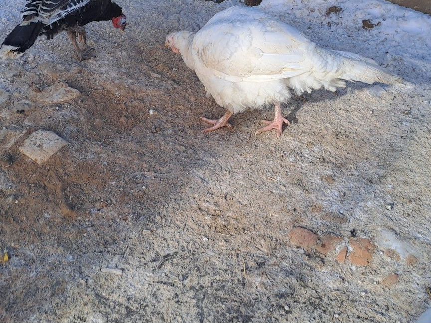 Индюки на мясо