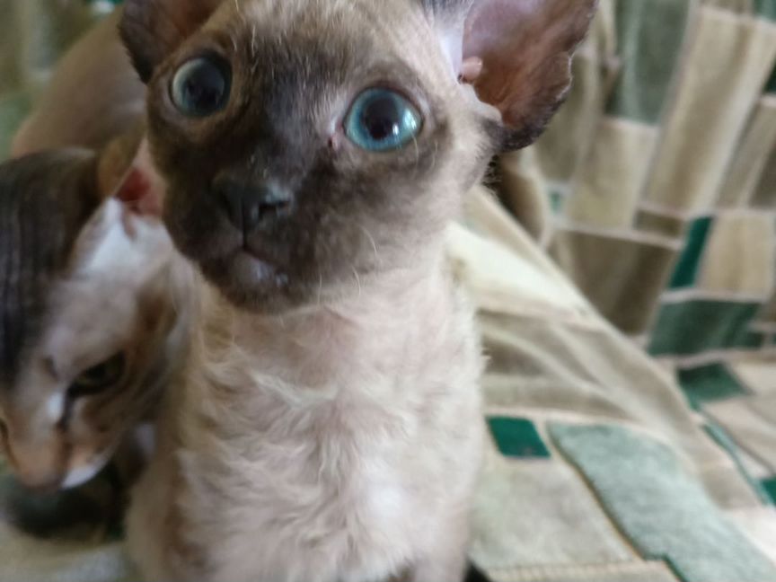 Донской сфинкс браш котята
