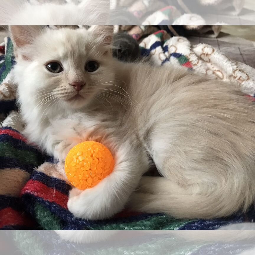 Котята