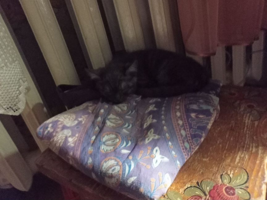 Одам котенка в добрые руки