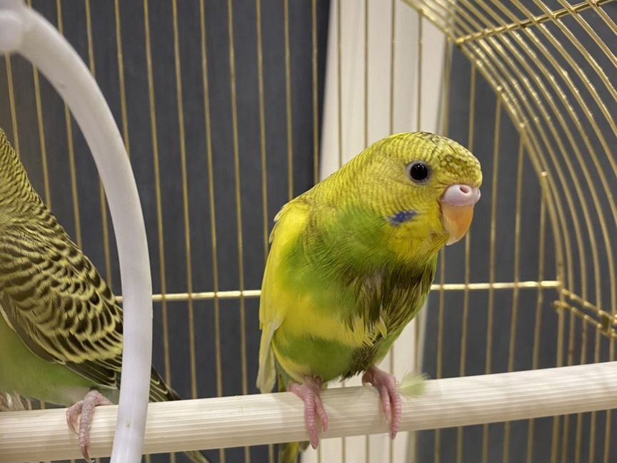 Попугай волнистый 2 шт самки 2месячные