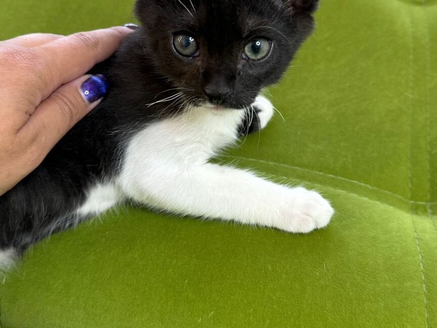 Котенок Каспер