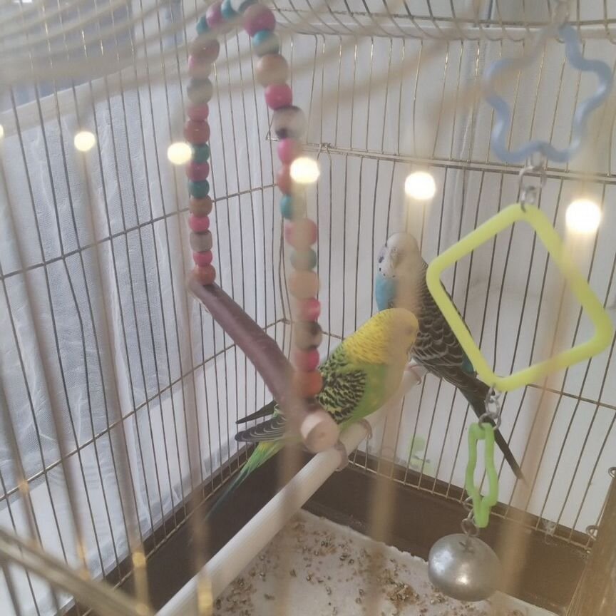 Волнистый попугай с клеткой