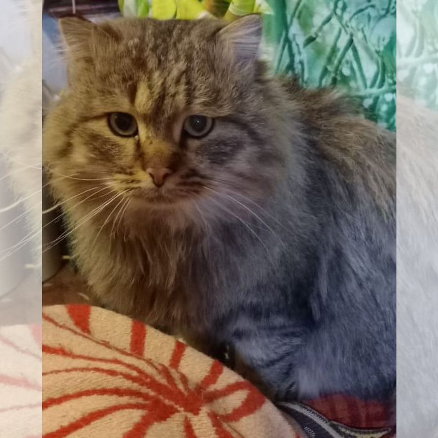 Сибирский, взрослый кот