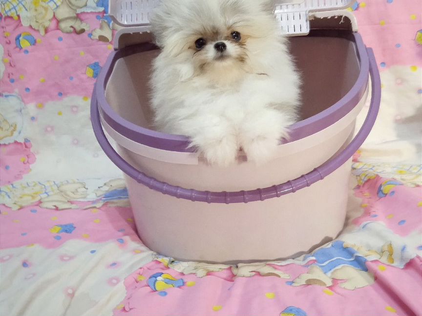 Мини мальчик