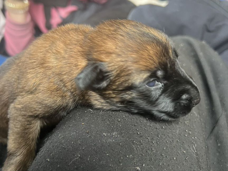 Щенки бельгийской овчарки малинуа